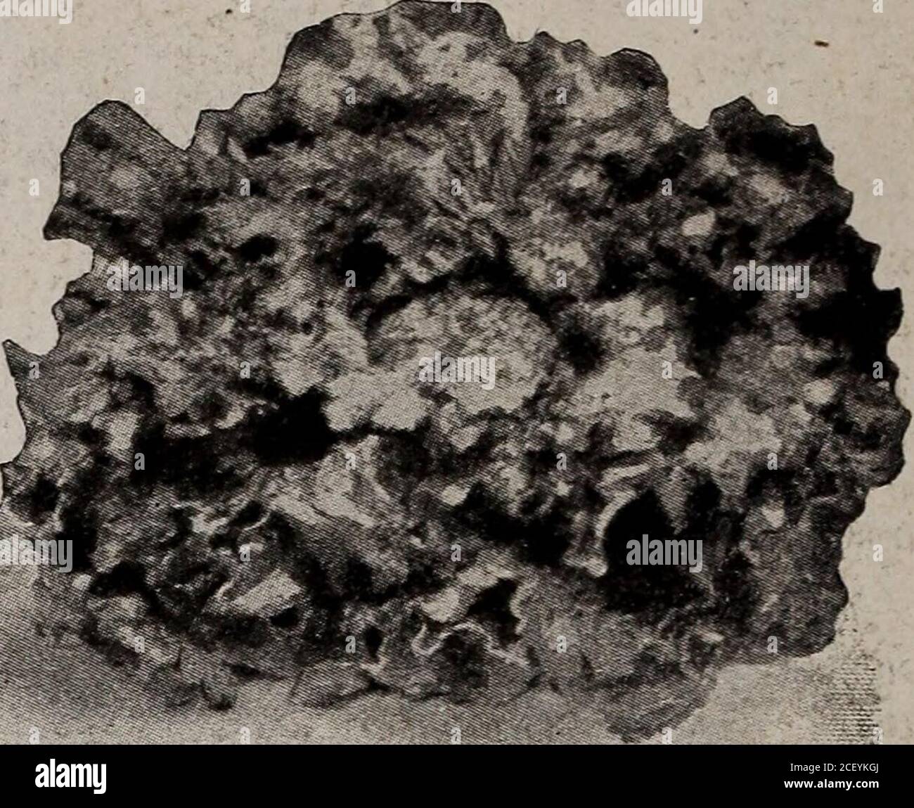 Frilled leaves hi-res stock photography and images - Alamy