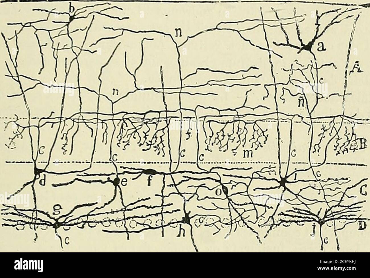 . Anatomie des centres nerveux. laire où elle sarborise ; les dendrites ...