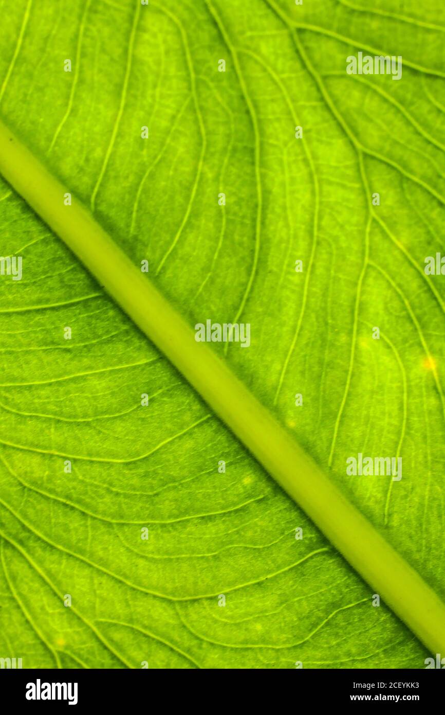 the texture of the underside of the taro leaves Stock Photo - Alamy