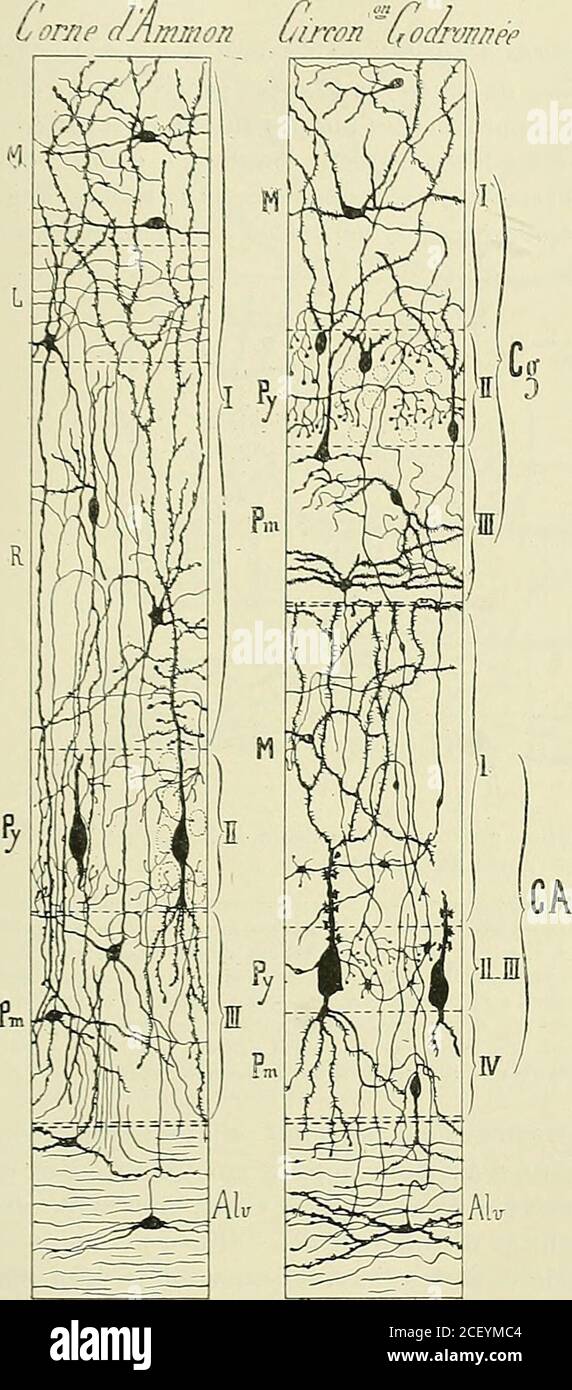 . Anatomie des centres nerveux. ). Les profondes sont triangulaires ...