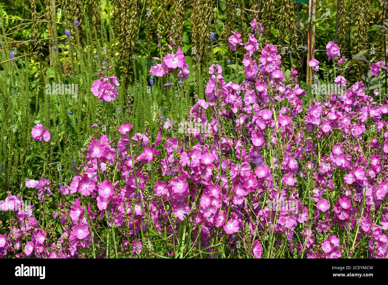 Small pink flowers of the plant Sidalcea Rosaly. No people Stock Photo ...