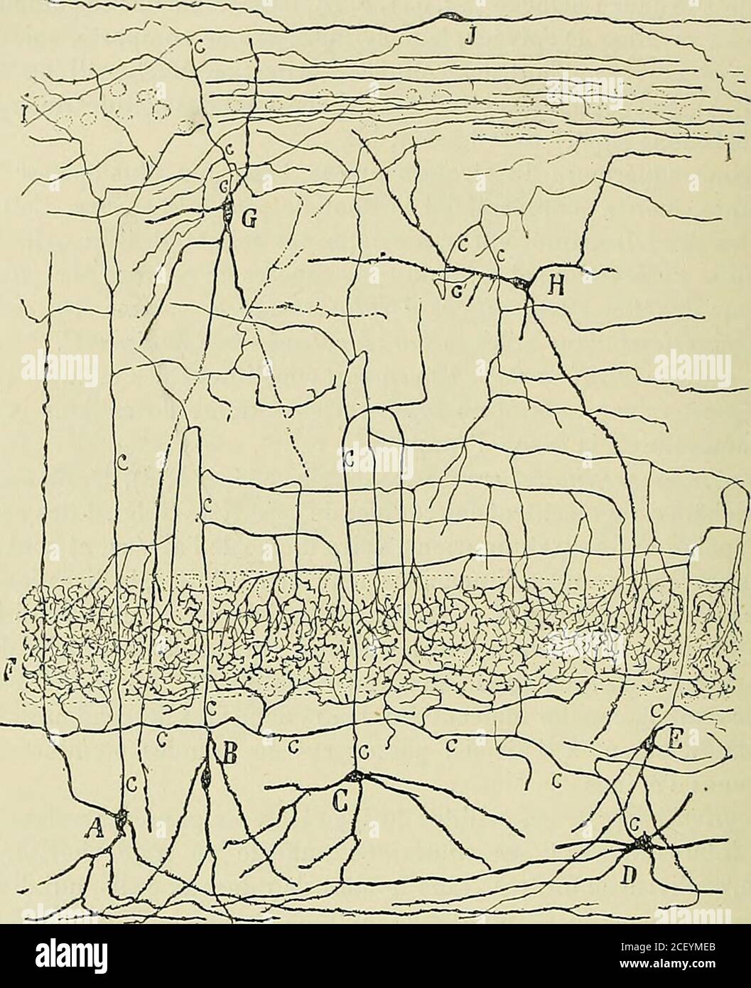 Anatomie des cellules hi-res stock photography and images - Alamy
