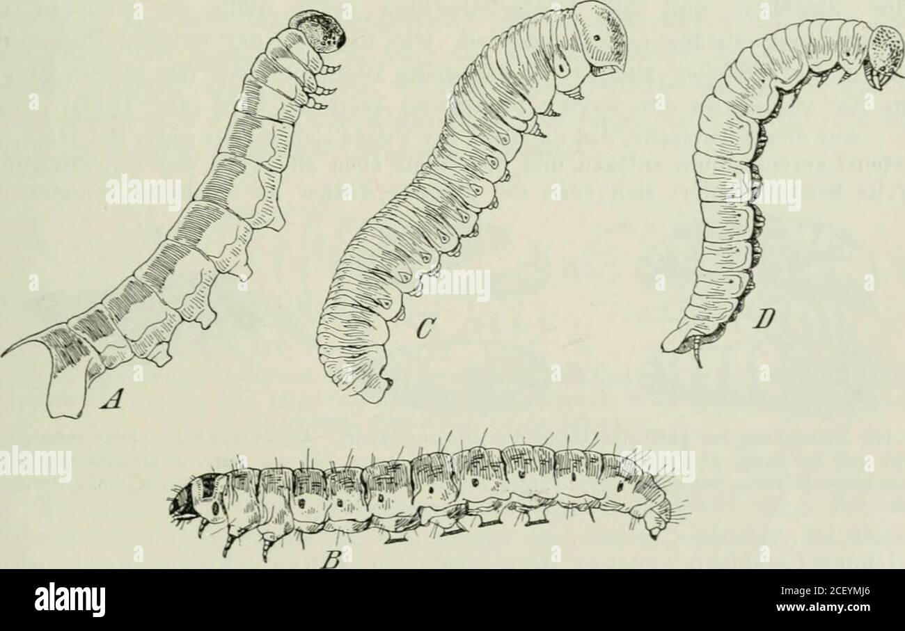 Pupa obtecta hi-res stock photography and images - Alamy