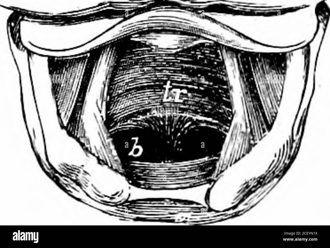 Larynx scope Black and White Stock Photos & Images - Alamy