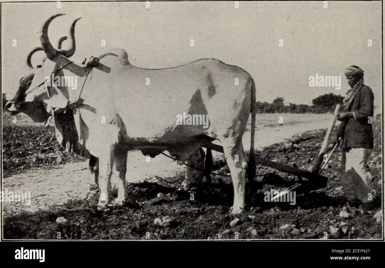 Indentured labour hi-res stock photography and images - Alamy