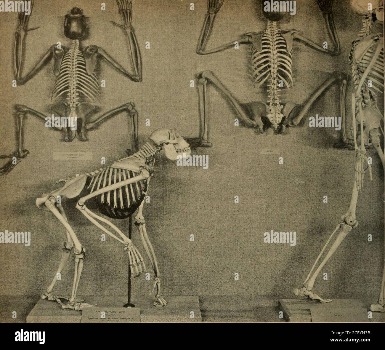 Five toed feet hi-res stock photography and images - Alamy