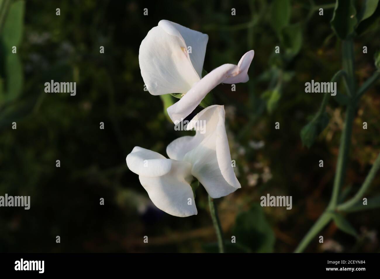 White Sweet Pea Flower