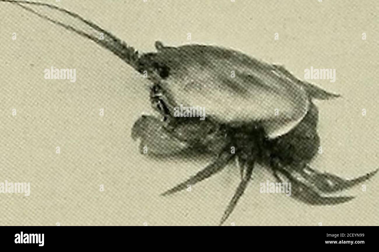 . Animal Life and the World of Nature; A magazine of Natural History ...