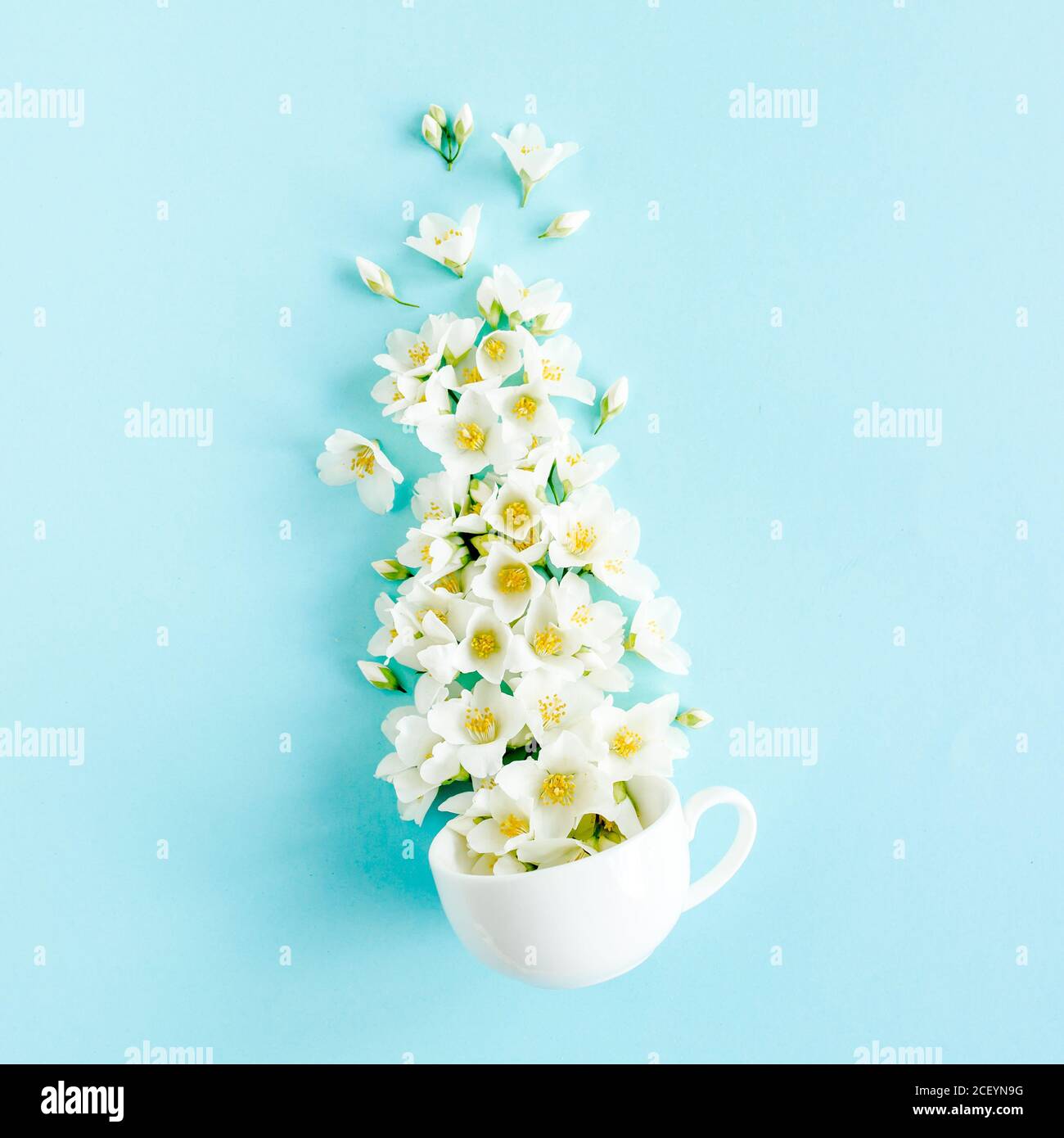 Creative layout of a tea Cup with Jasmine flowers on a blue background ...