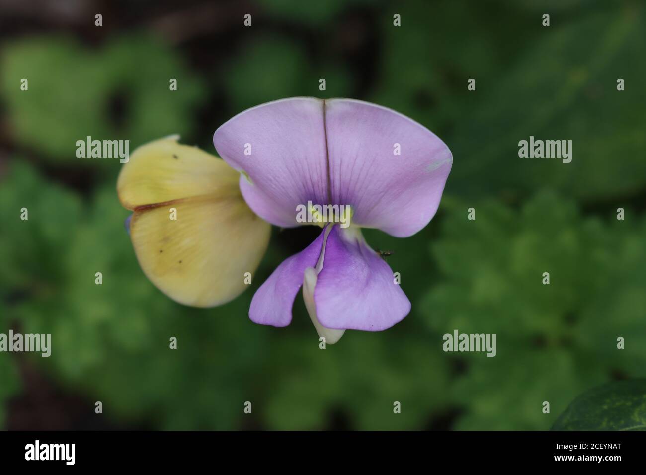 Climbing french yard long beans hi-res stock photography and images - Alamy