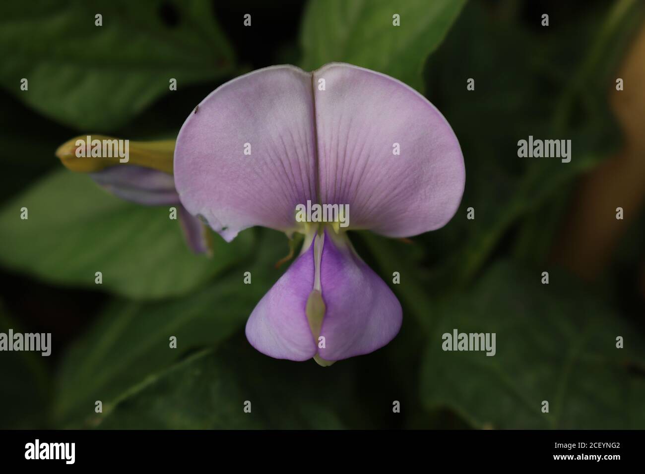 Yard long bean hi-res stock photography and images - Alamy