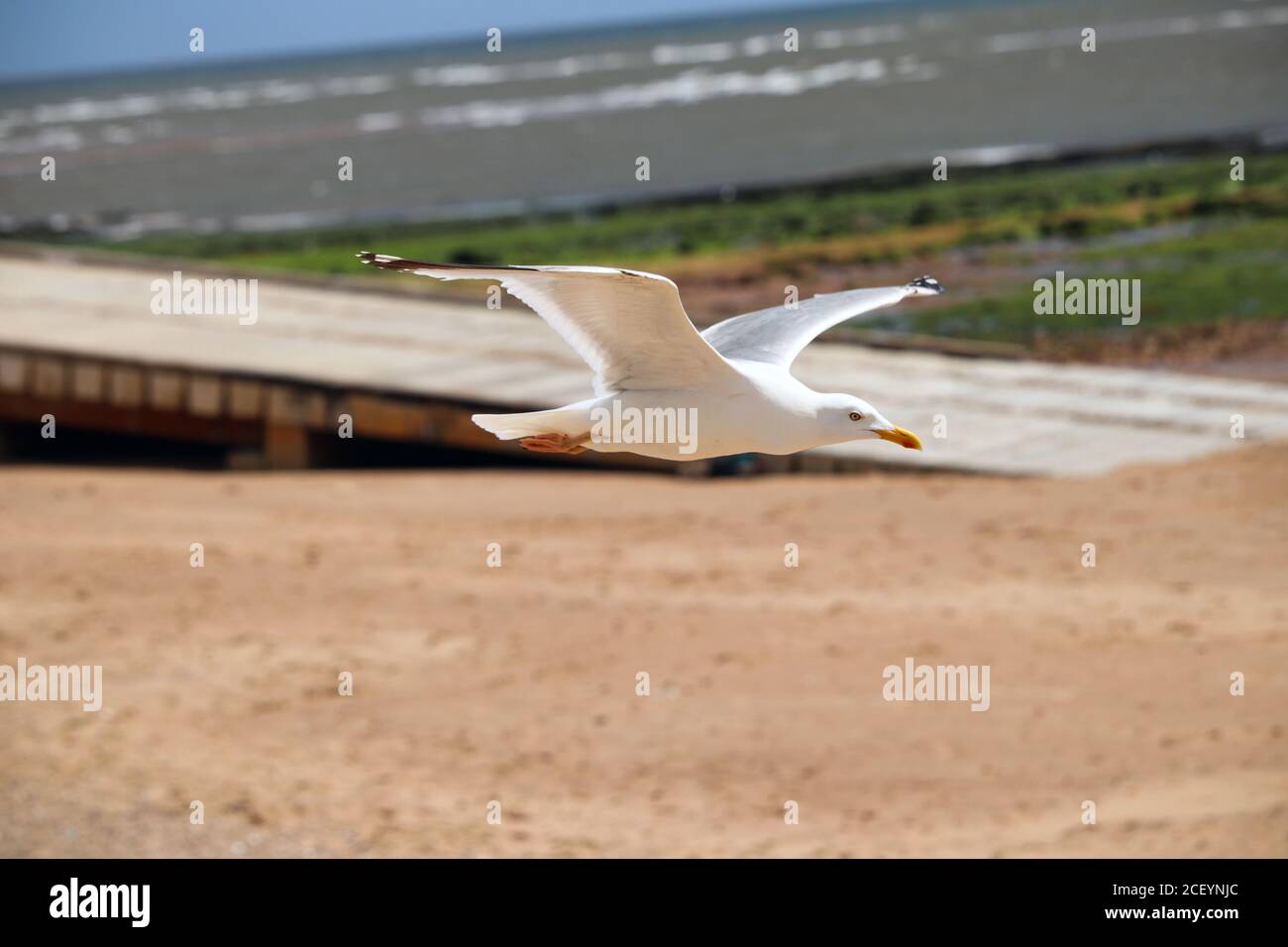 Nautical bird birds hi-res stock photography and images - Alamy