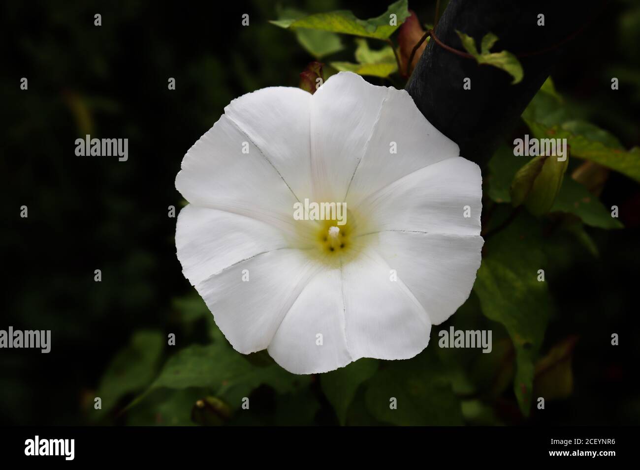 Climbing weeds hi-res stock photography and images - Alamy