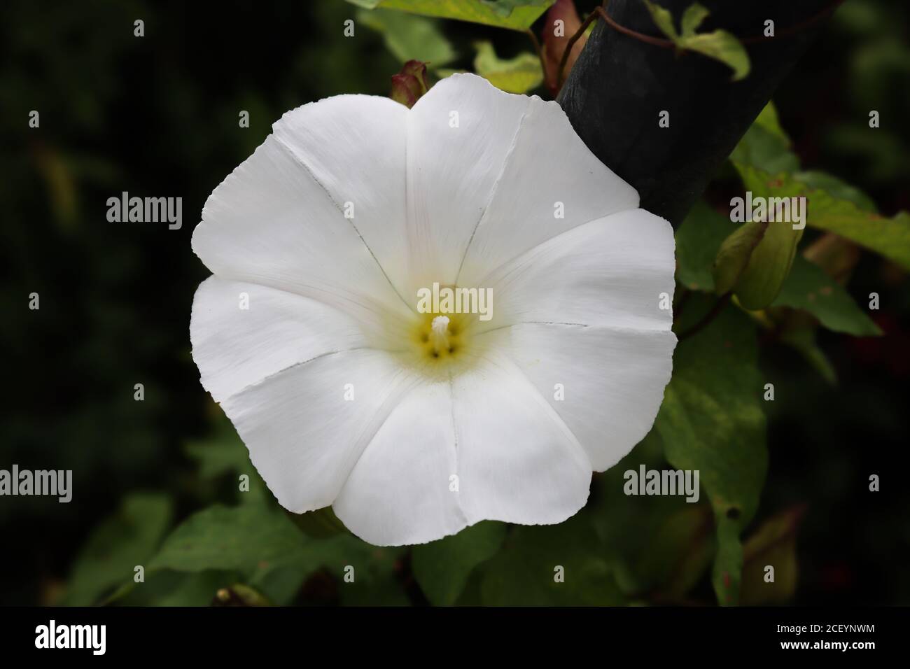 A close up of a convolvulus white flower. Bindweed or morning glory ...
