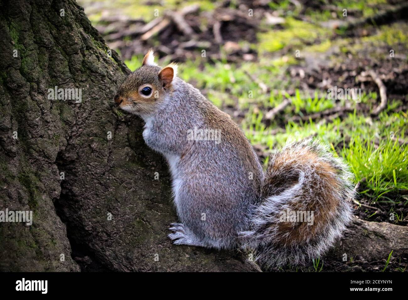 Grey squirrel photo hi-res stock photography and images - Alamy