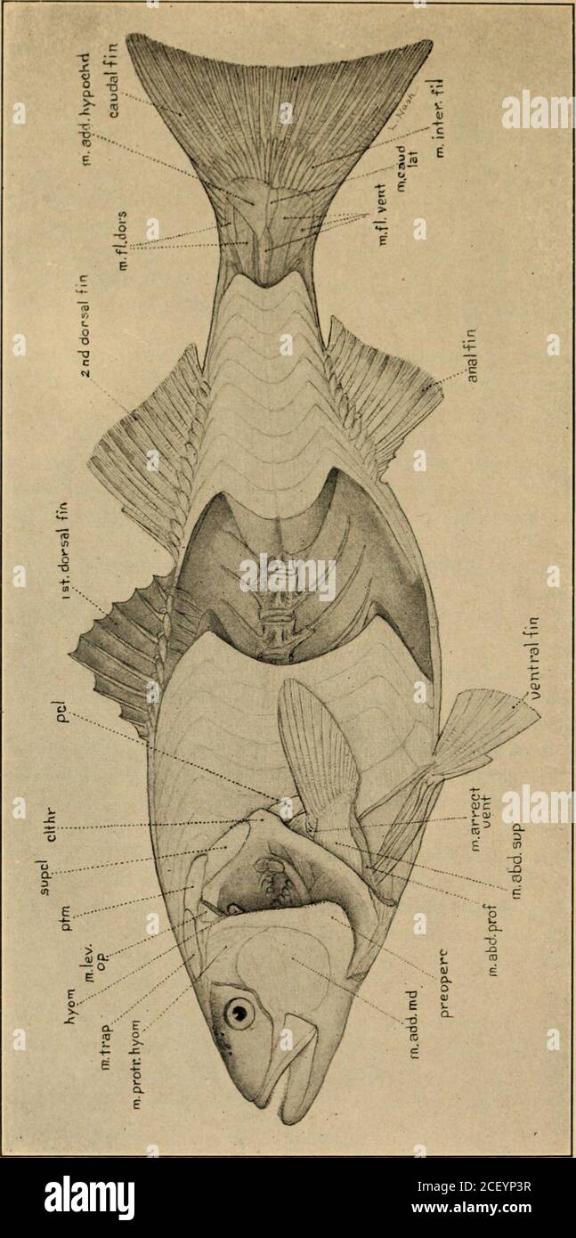 Ova and spermatozoa hi-res stock photography and images - Alamy