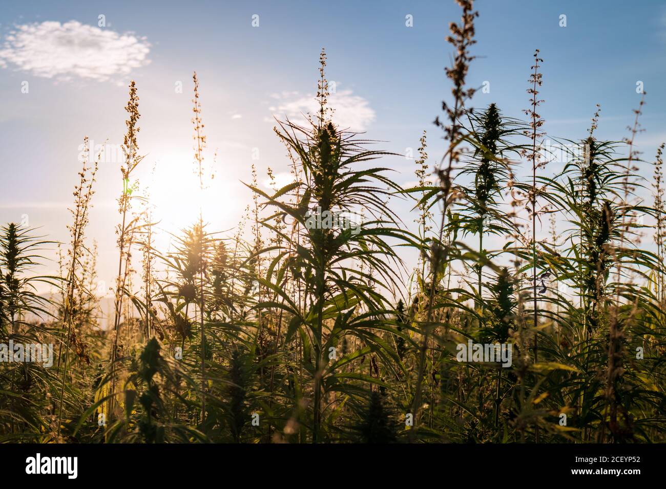 Cannabis or hemp plants growing on field. Sun shining through marijuana ...