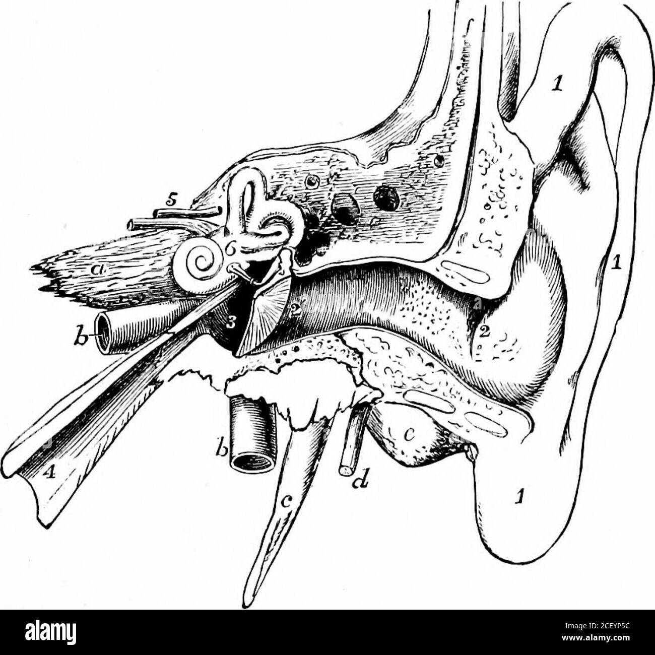 Eustachian tube Black and White Stock Photos & Images - Alamy