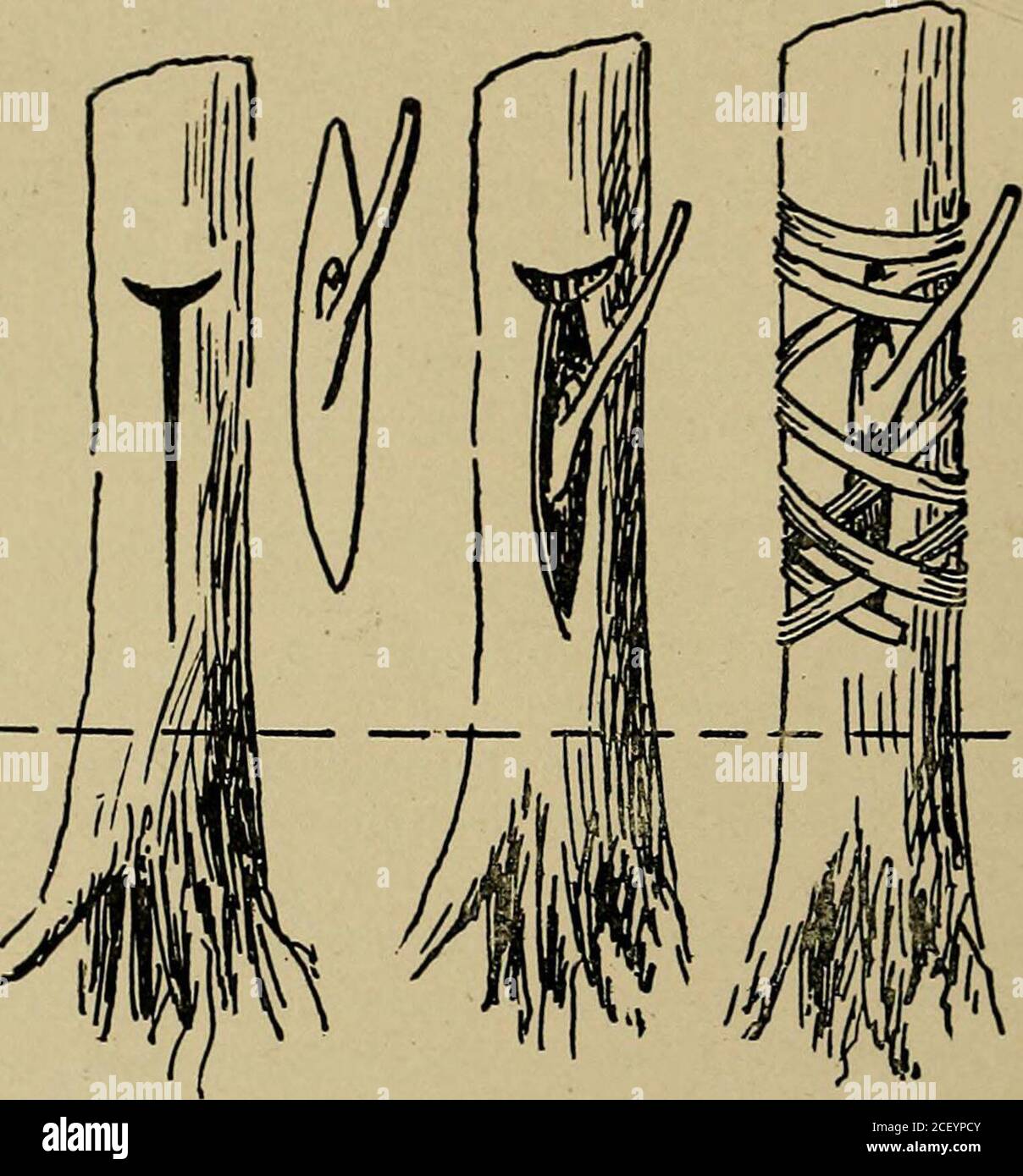 Budding In Plants Diagram