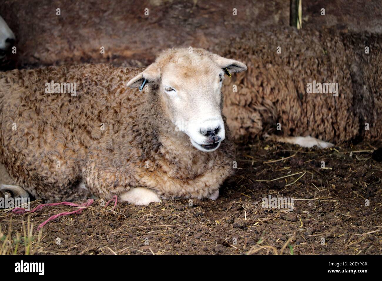 Devon sheep farmer hi-res stock photography and images - Alamy