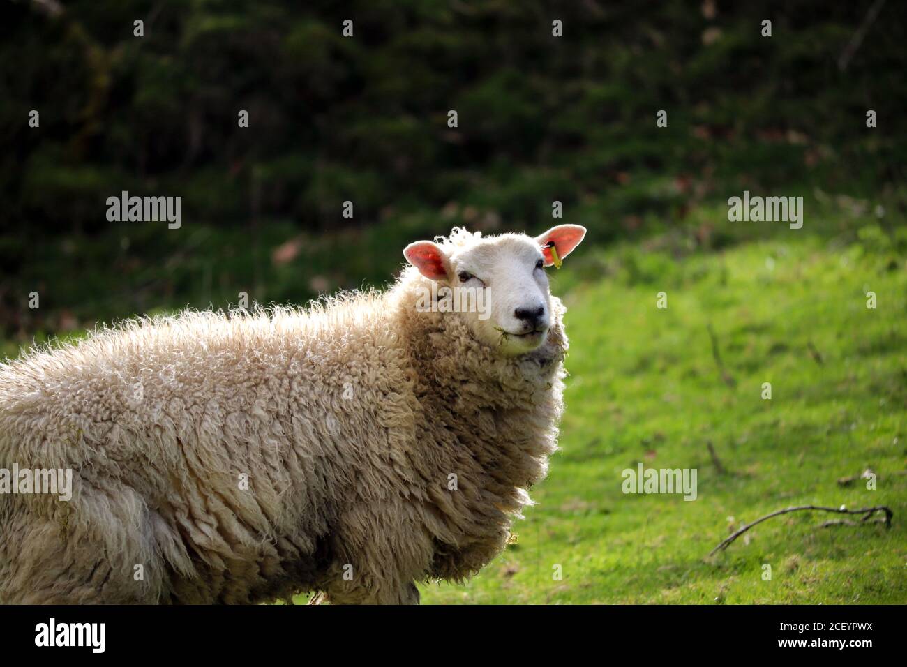Devon hills sheep hi-res stock photography and images - Alamy