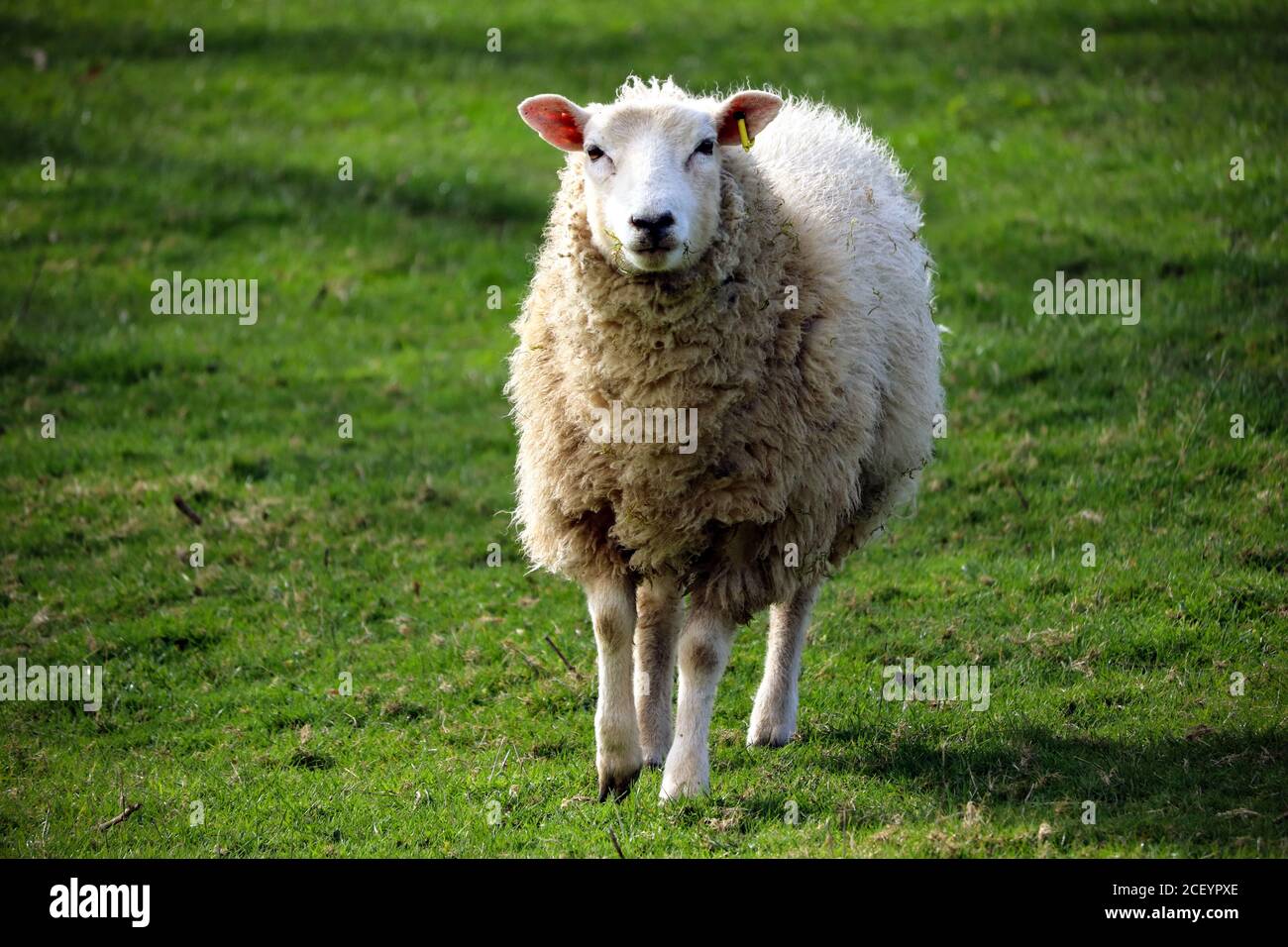 Devon sheep farmer hi-res stock photography and images - Alamy