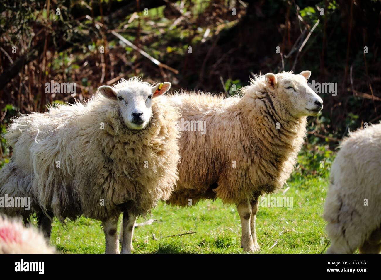 Devon sheep farmer hi-res stock photography and images - Alamy