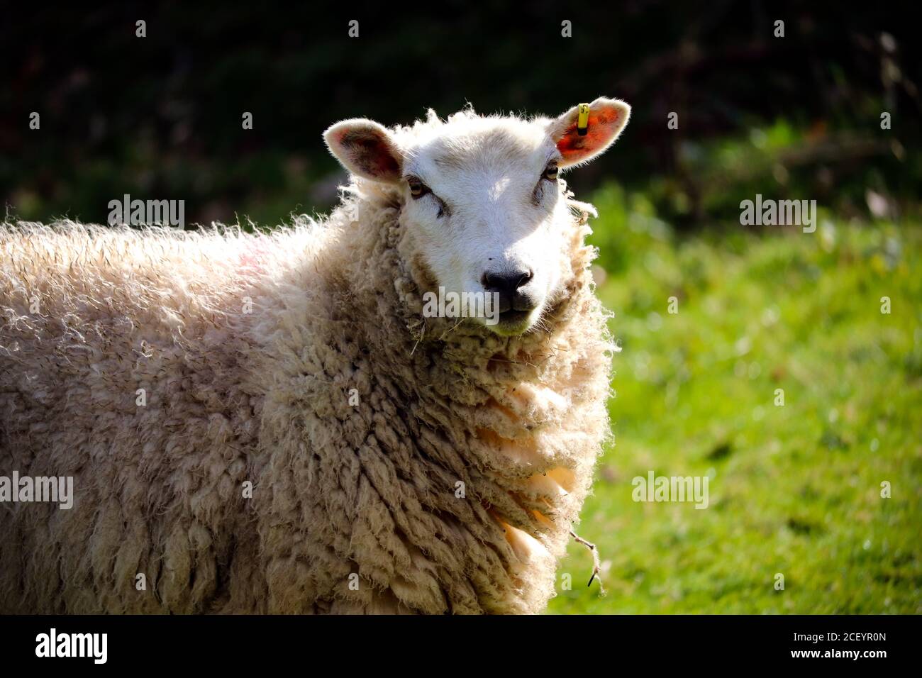 Devon sheep farmer hi-res stock photography and images - Alamy