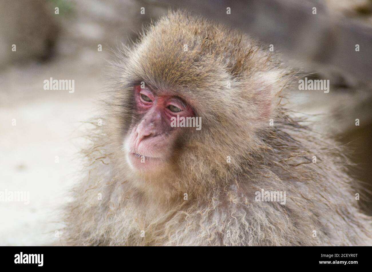 Joshin’etsu kogen hi-res stock photography and images - Alamy