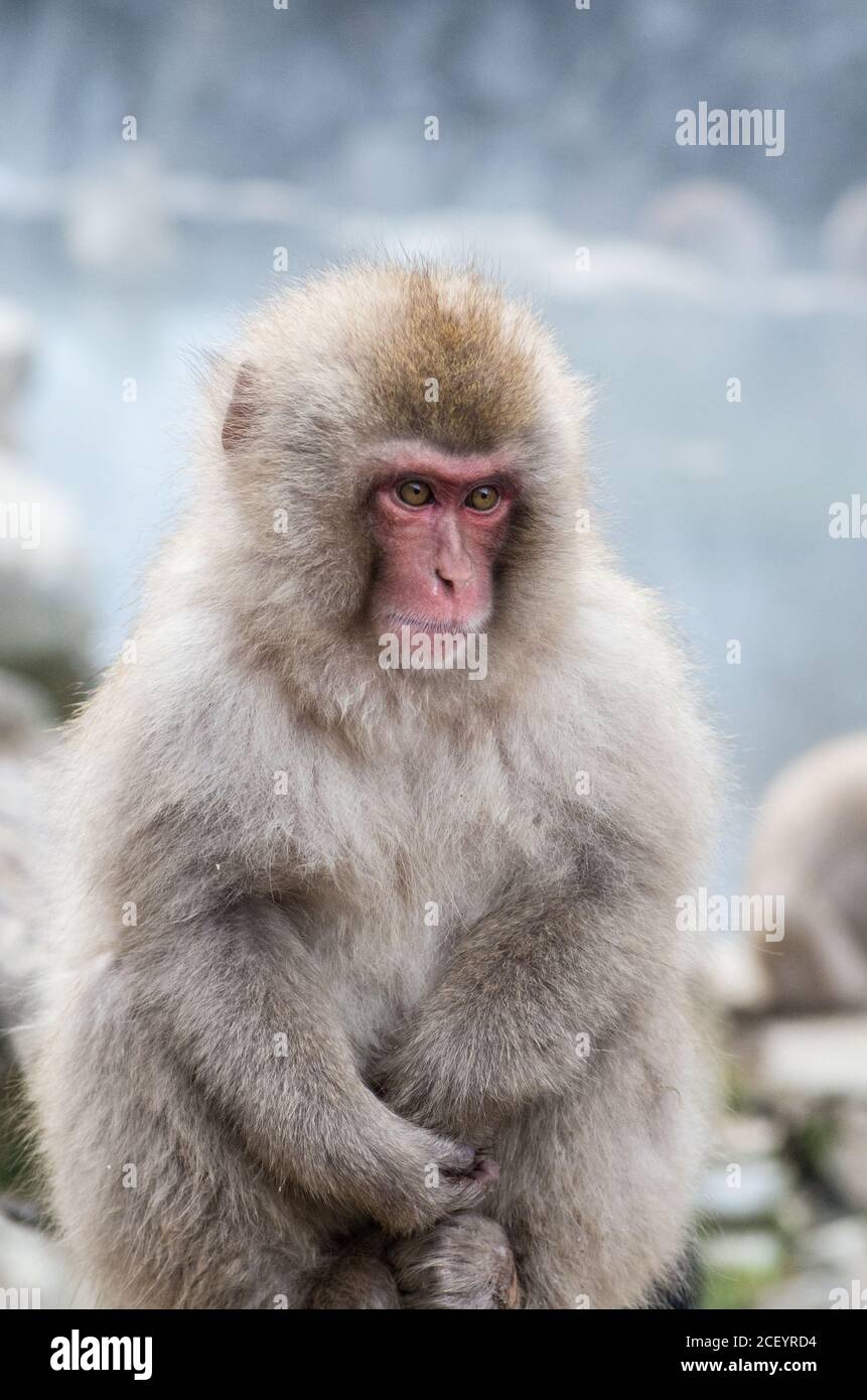 Wild Snow Monkeys (Japanese Macaque) at the Jigokudani Yaen Monkey Park ...