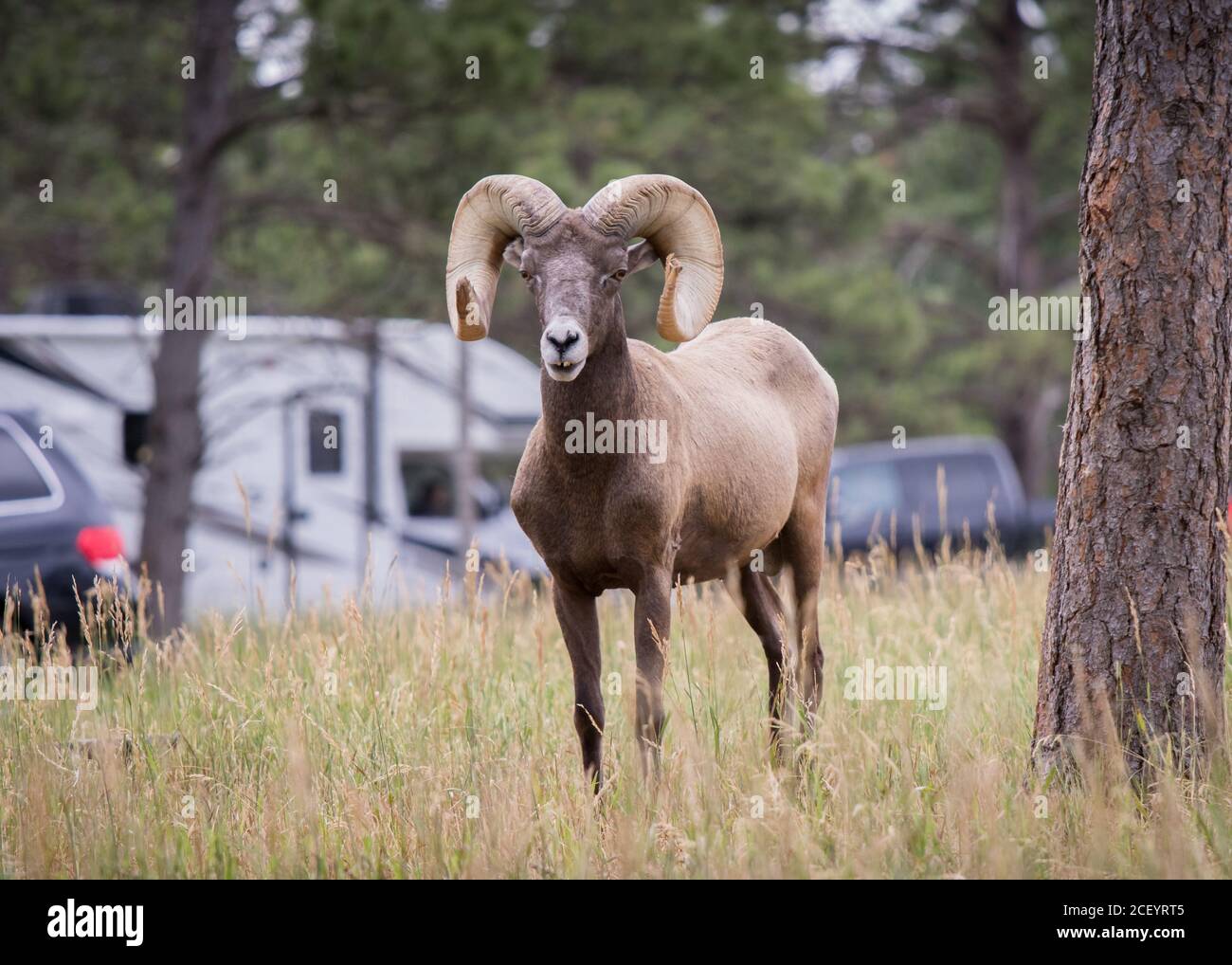 Sheep horns hi-res stock photography and images - Alamy