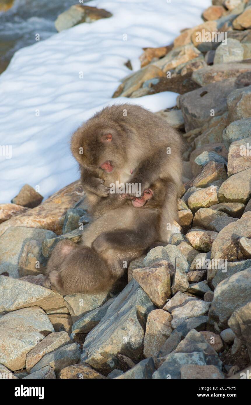 Wild Snow Monkeys (Japanese Macaque) at the Jigokudani Yaen Monkey Park ...
