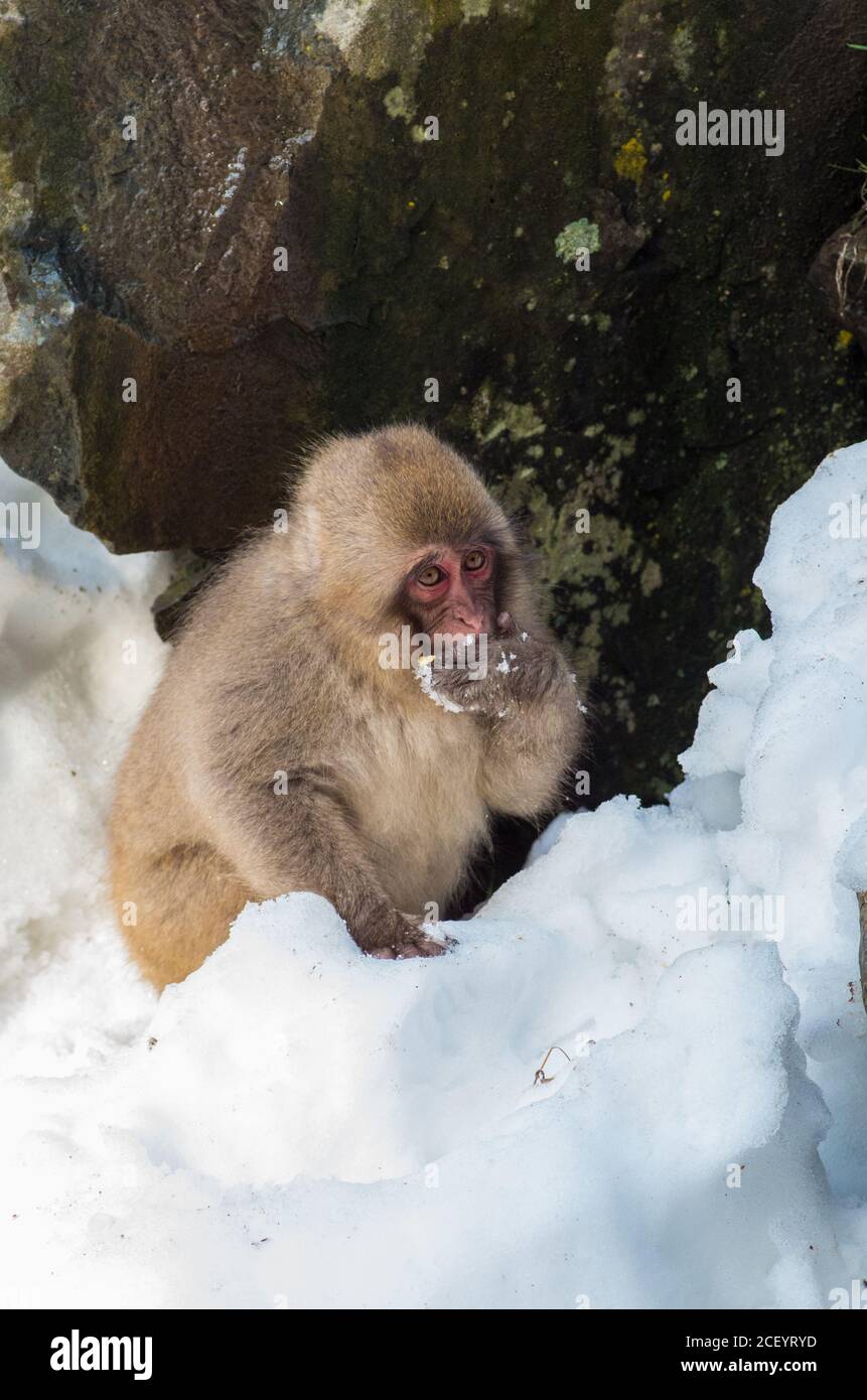 Monkey snow nagano hi-res stock photography and images - Alamy