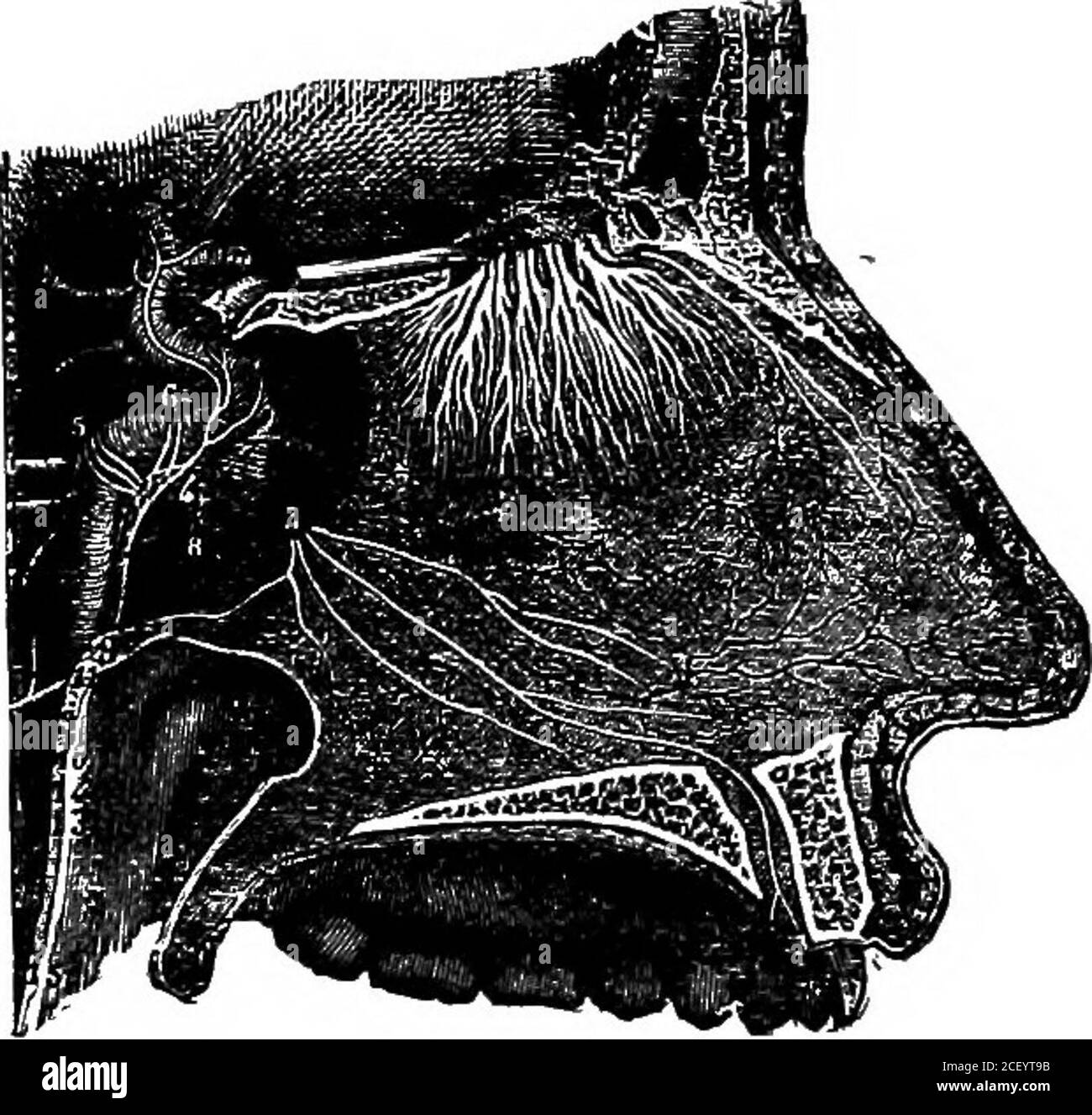 7 nasal bone Cut Out Stock Images & Pictures - Alamy