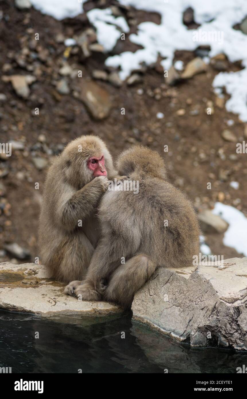 Wild Snow Monkeys (Japanese Macaque) at the Jigokudani Yaen Monkey Park ...