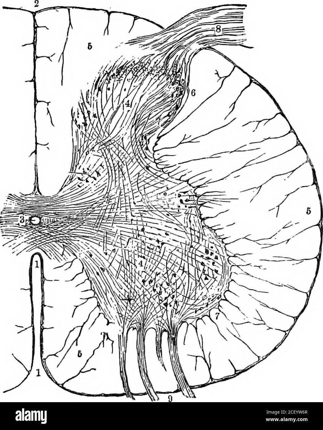 . Human physiology. Fig. 172.—Transverse Section of half the Spinal ...