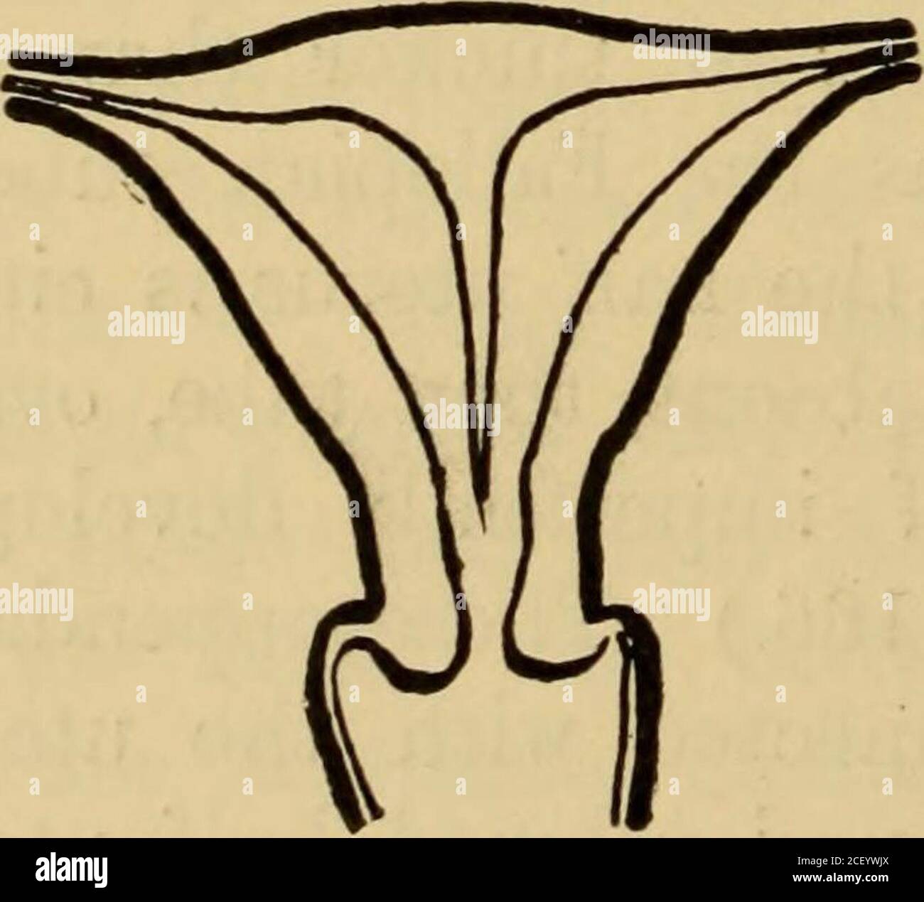 . Diseases of women. A clinical guide to their diagnosis and treatment ...