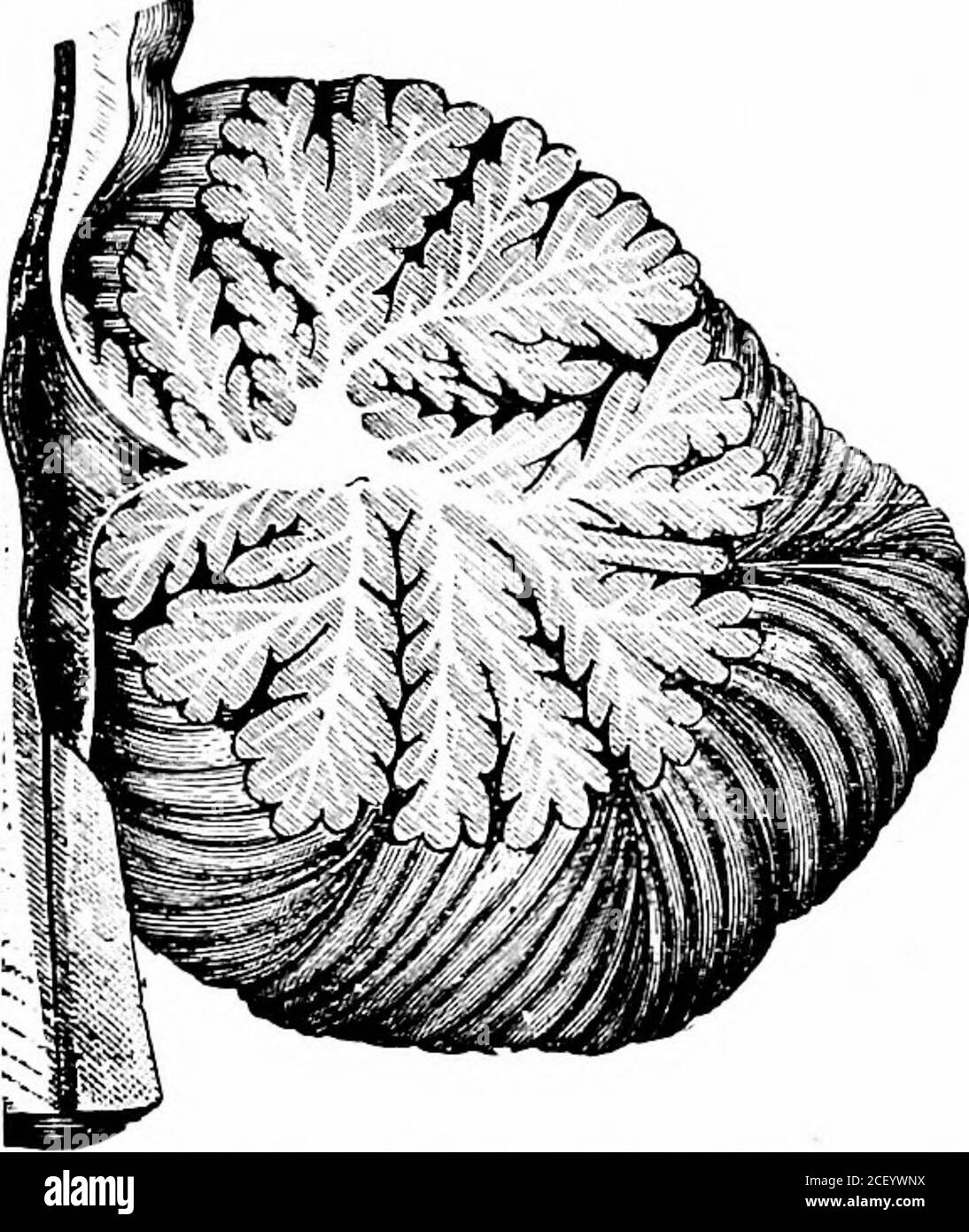 . Human physiology. ordination ofall muscular movement. Itis the organ ...