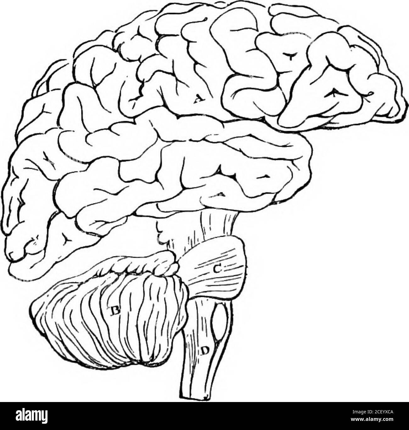 Nervous System Coloring Page