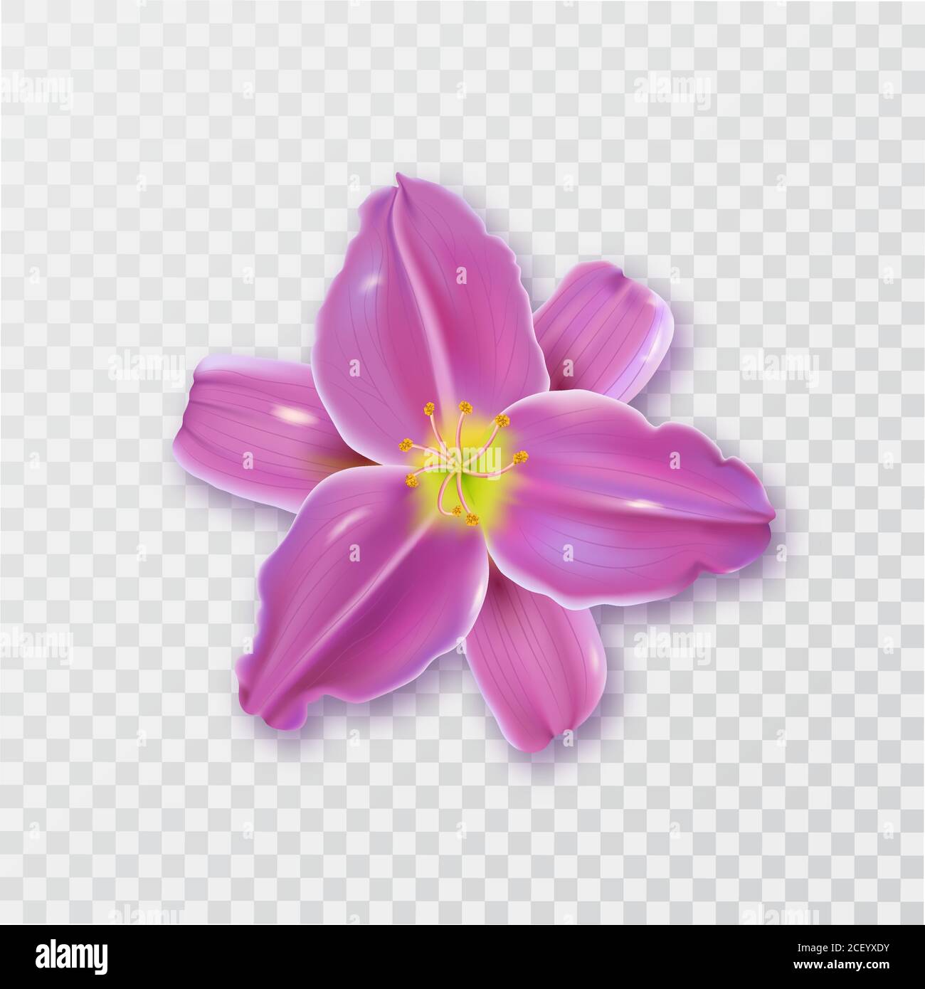 A lily flower with a shadow on an isolated transparent background.3D ...