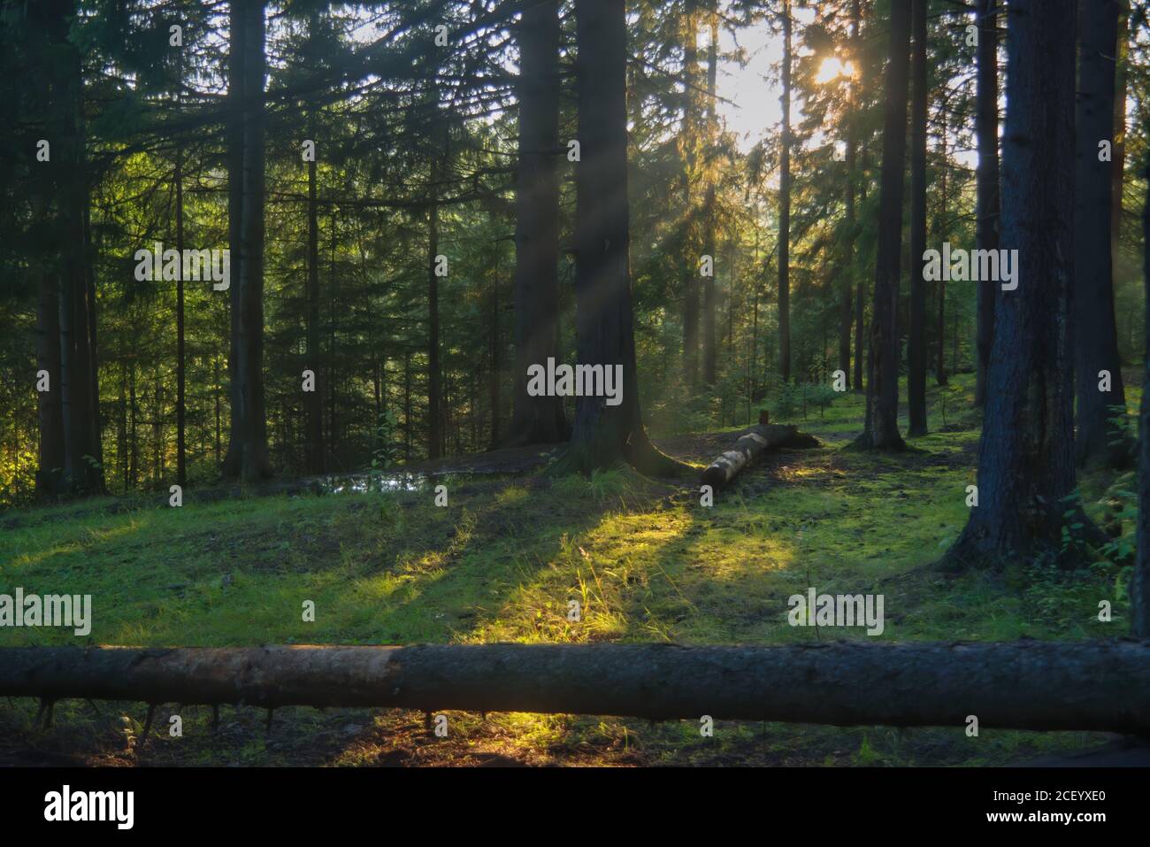 Forest closeup, beautiful summer landscape, sunlight shines through ...