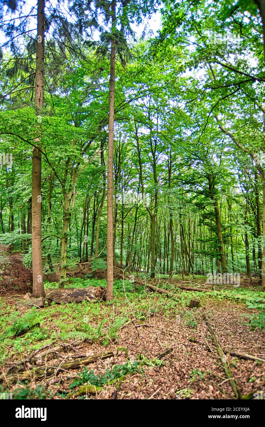 Forest with green trees and sunshine in August Stock Photo - Alamy