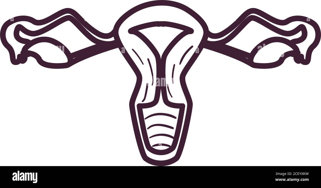 female reproductive system line style icon design, Human body person ...