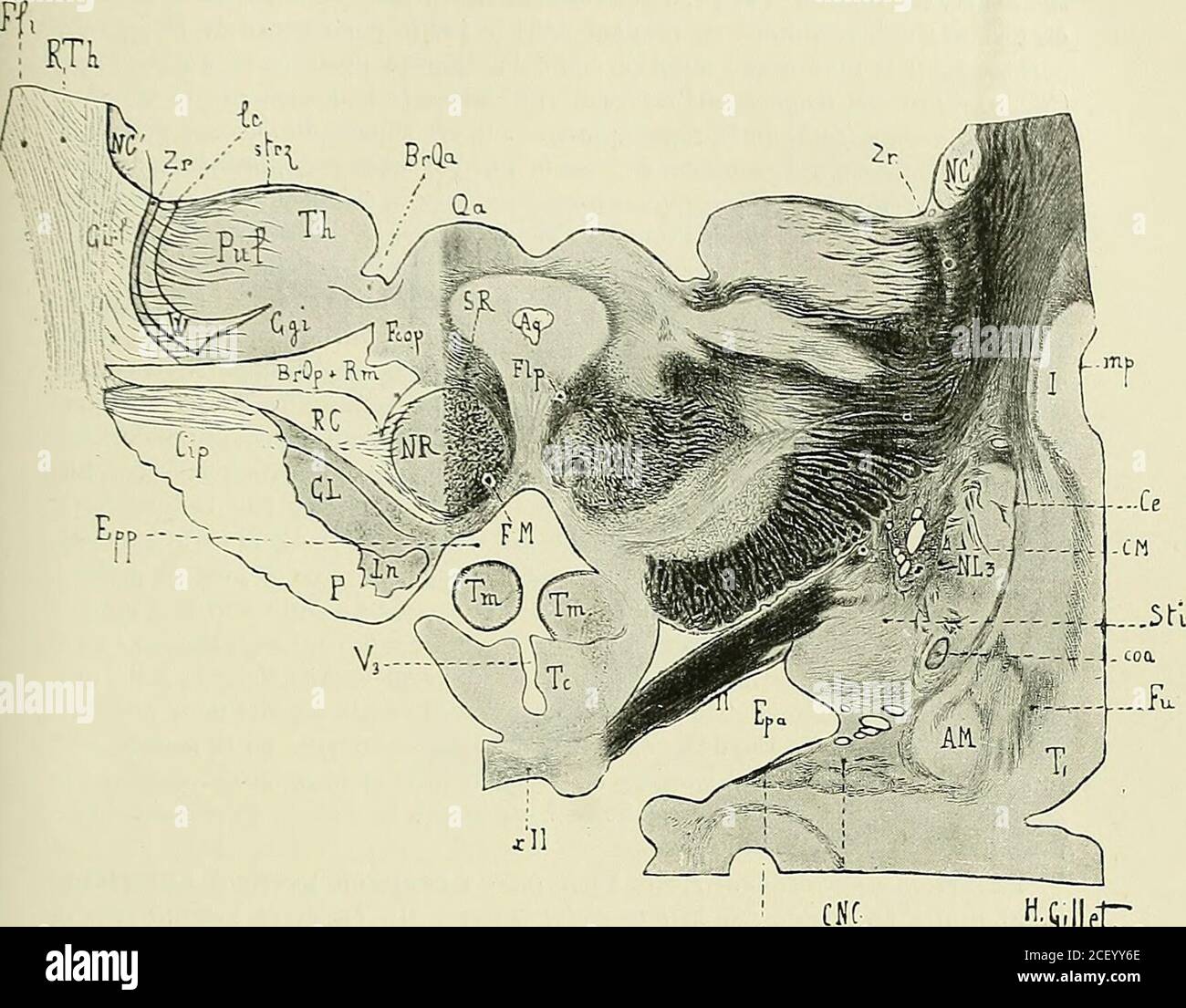 Anatomie de la capsule hi-res stock photography and images - Alamy
