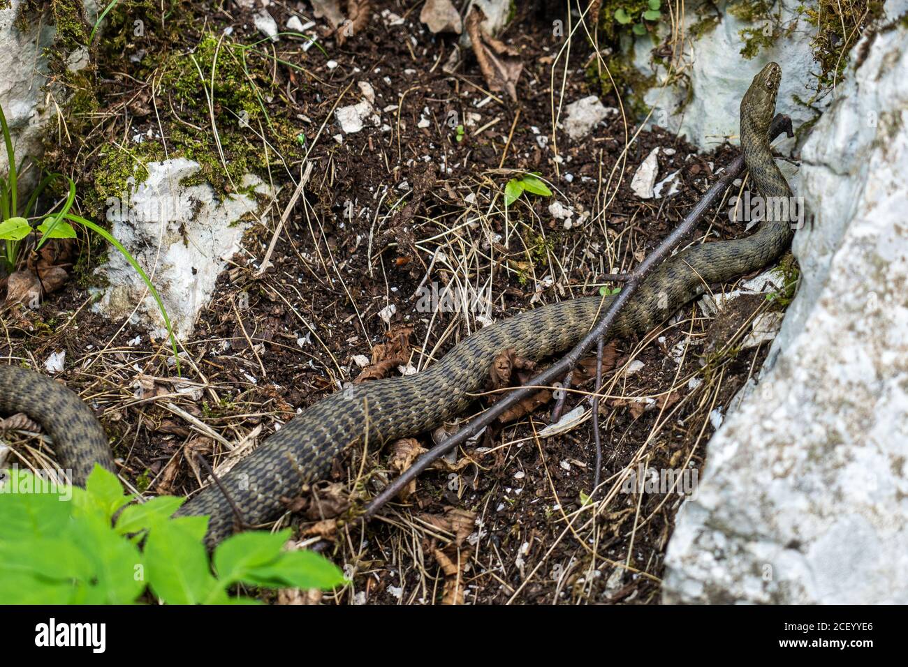 Plitvice lakes croatia snake hi-res stock photography and images - Alamy