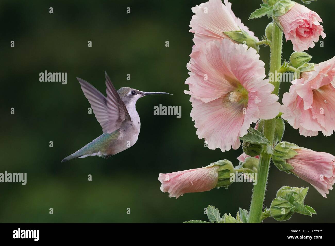 Female Ruby Throated Hummingbird on hollyhock flowers Stock Photo - Alamy