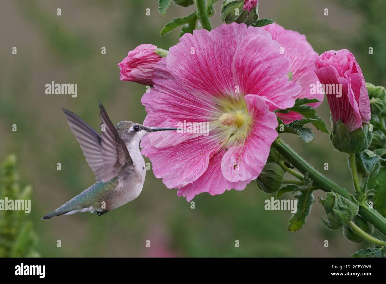 Female Ruby Throated Hummingbird on hollyhock flowers Stock Photo - Alamy