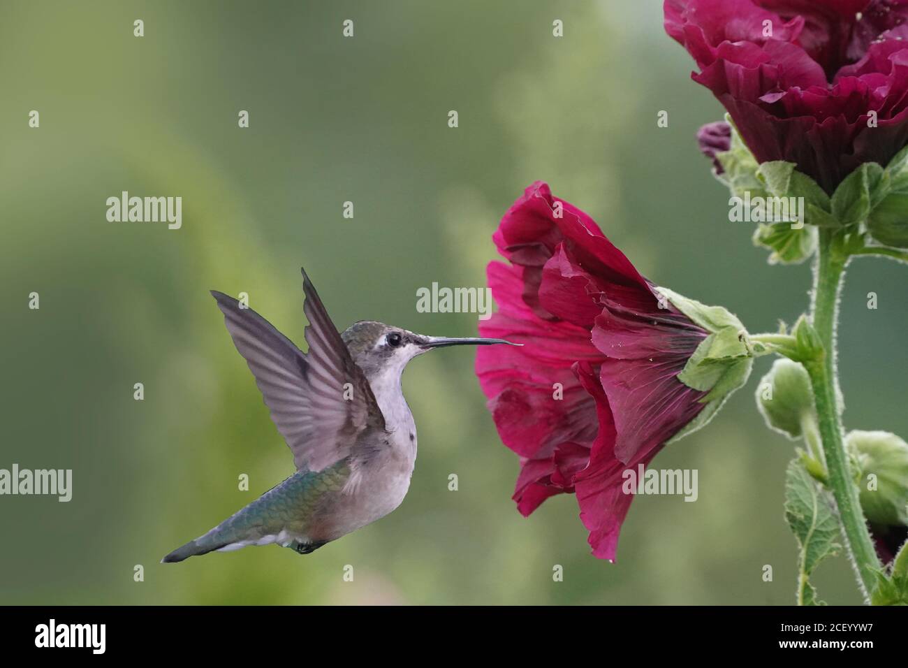 Female Ruby Throated Hummingbird on hollyhock flowers Stock Photo - Alamy