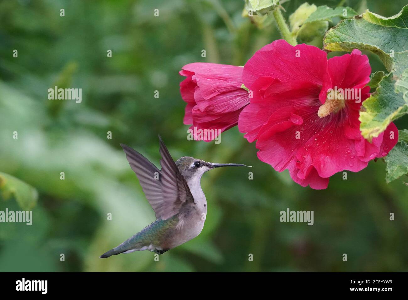 Female Ruby Throated Hummingbird on hollyhock flowers Stock Photo - Alamy