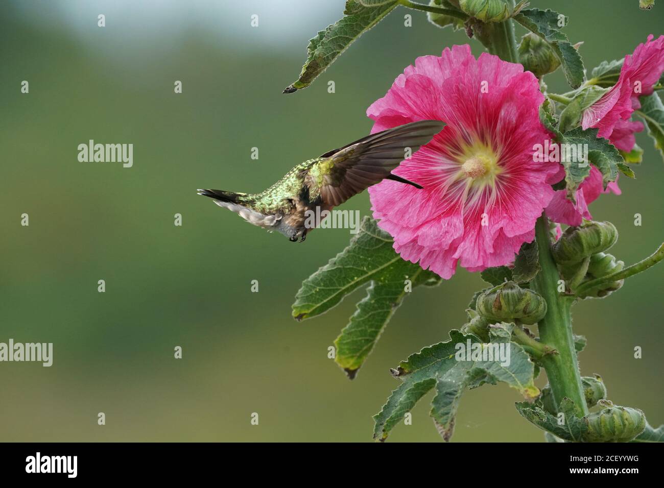 Ruby throated hummingbird pollination flower hi-res stock photography ...